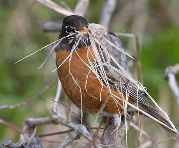 Bird Nests – New Hampshire Green Leaves Blog